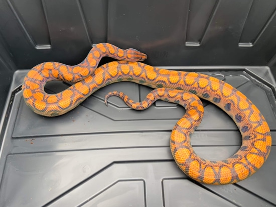 0.5 CB Rainbow Boas Brazilian Rainbow Boa by Mayday’s Monitors