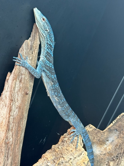 1.1 Blue Tree Monitors by Mayday’s Monitors