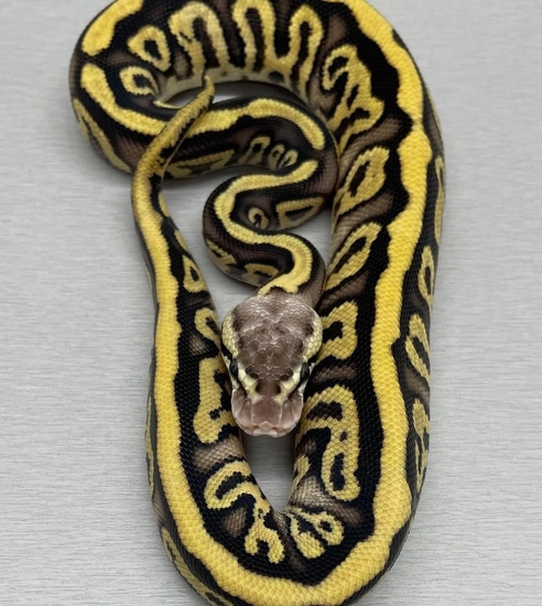 Cypress Leo Fire Pastel 100% Het Clown Ball Python by Maritime Morphs