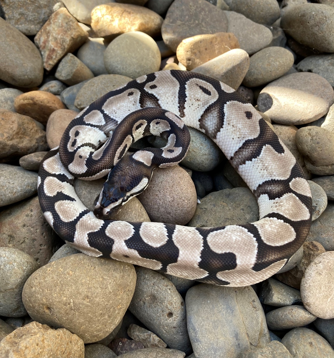 Enchi Vpi Axanthic Ball Python by Resnik Reptiles - MorphMarket