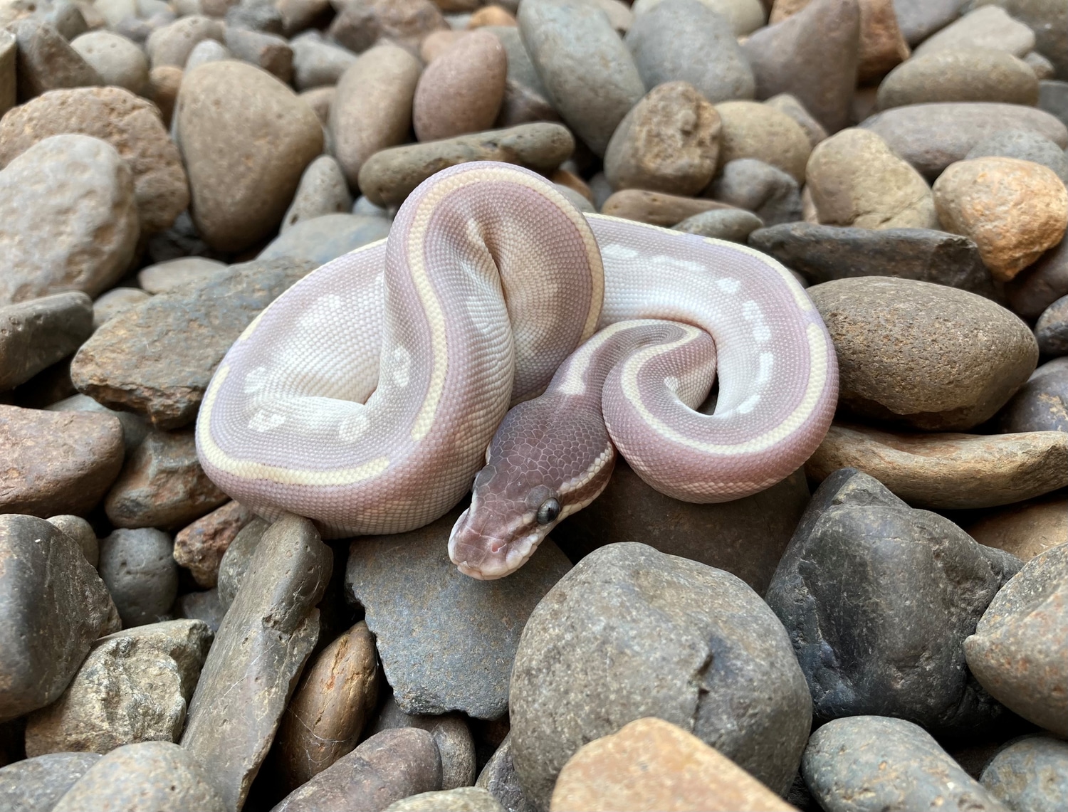 Mystic Potion Ball Python by Resnik Reptiles - MorphMarket
