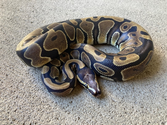 Microscale 100 Het Pied Ball Python by Resnik Reptiles