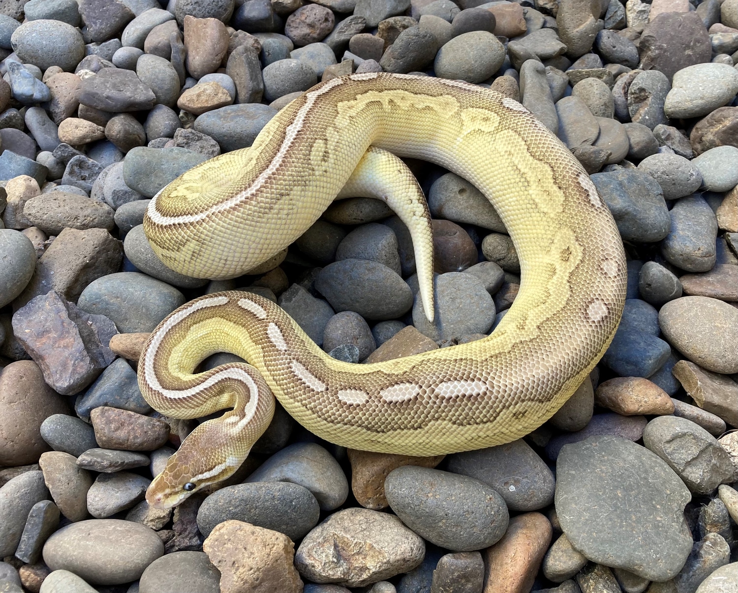 Lesser Pewter 100% Het Piebald Ball Python by Resnik Reptiles - MorphMarket