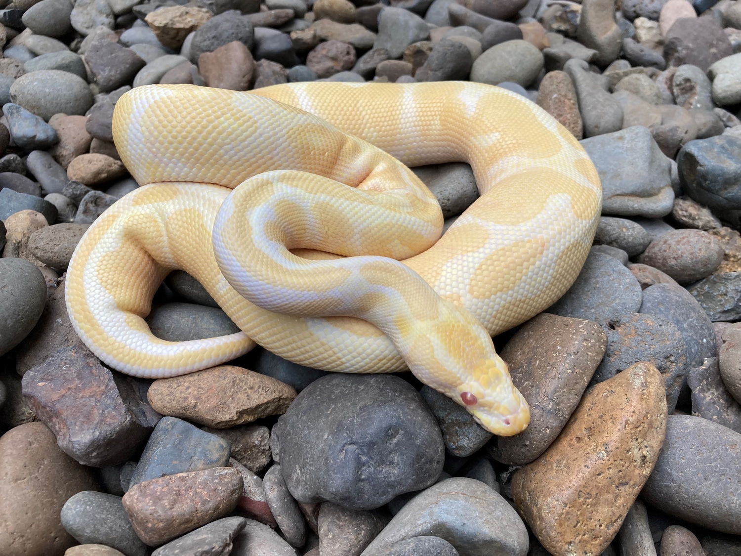 Albino 100% Het Pied Ball Python by Resnik Reptiles - MorphMarket