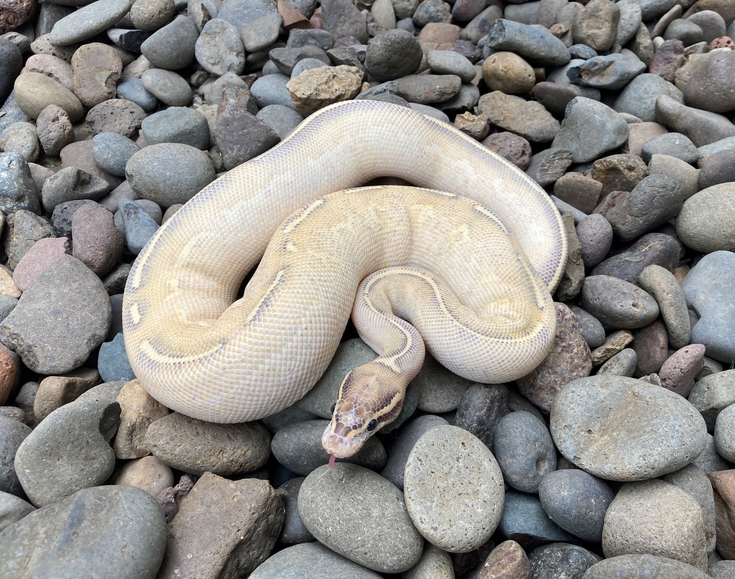 Highway Ball Python by Resnik Reptiles - MorphMarket
