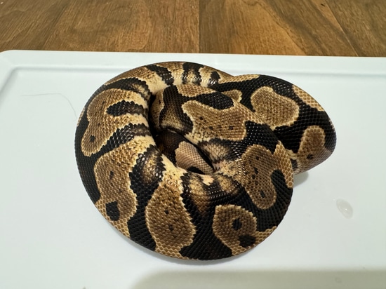 Yellow Belly Asphalt 100% Het Pied Ball Python by Kyler’s Exotics