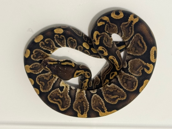 GHI Het 4x Desert Ghost, Albino, Pied,hypo Ball Python by Kyler’s Exotics