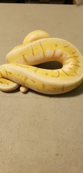Enchi Killer Spinner Ball Python by Kyle's Reptyles, LLC