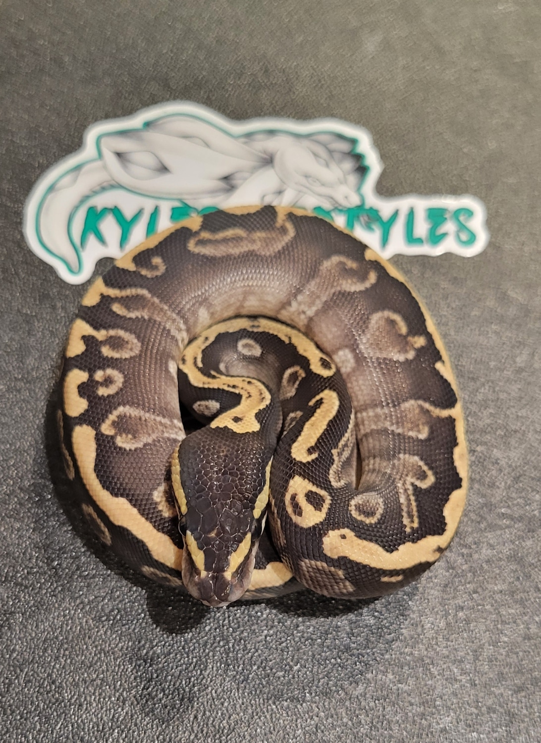 GHI Mystic Ball Python by Kyle's Reptyles, LLC - MorphMarket