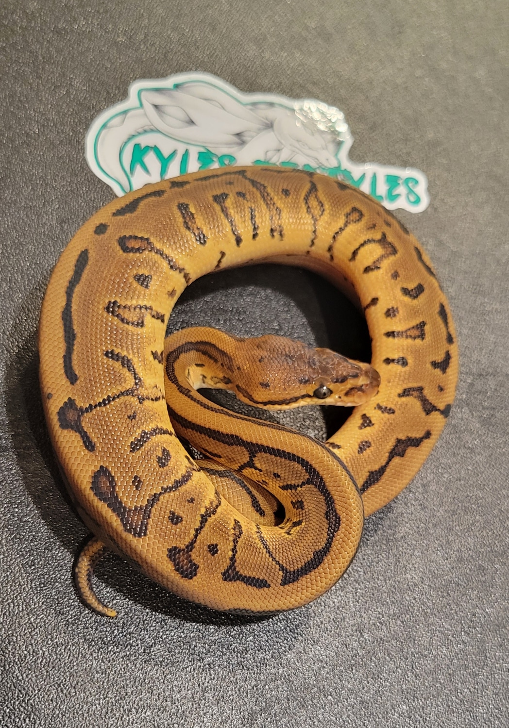 Leopard Pinstripe Het Clown Ball Python by Kyle's Reptyles, LLC ...