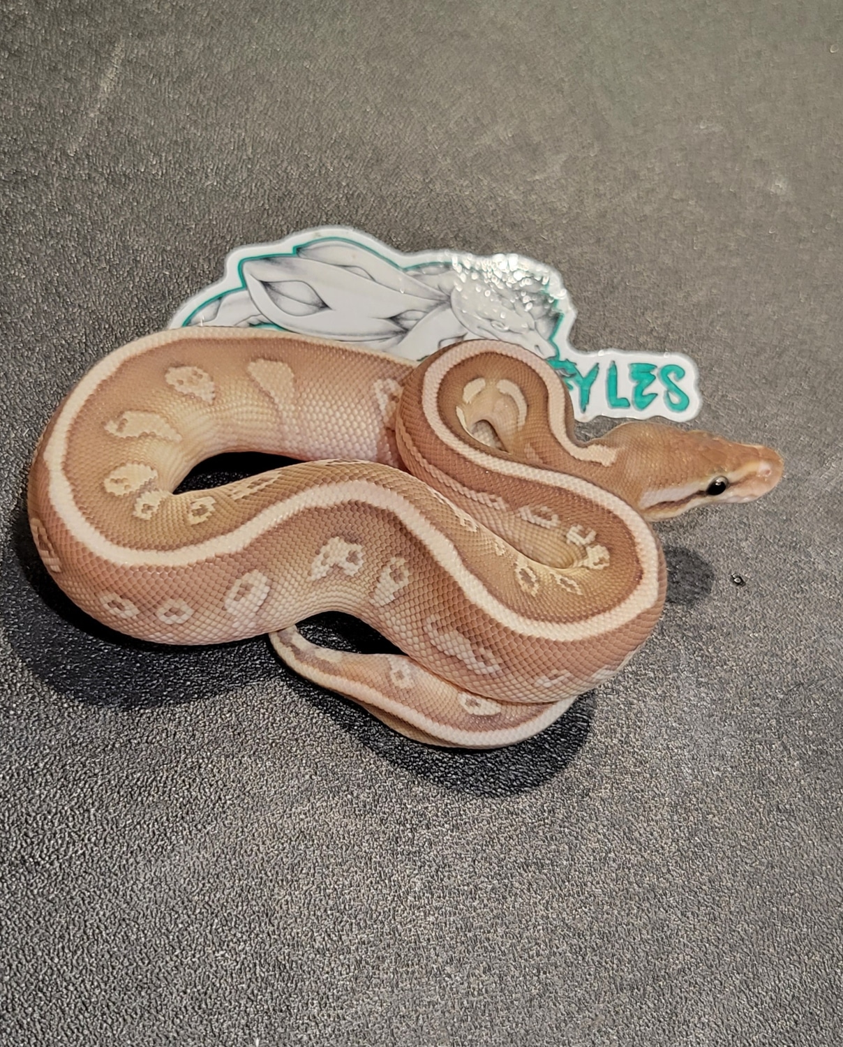 Soul Sucker Het Clown Ball Python by Kyle's Reptyles, LLC - MorphMarket