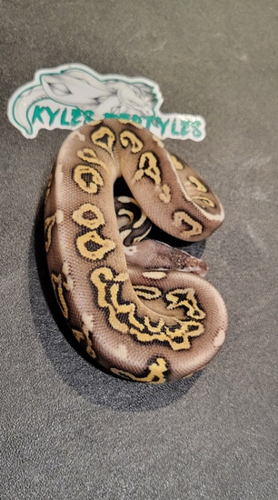 Super Pastel Black Head Mystic Or Mojave Ball Python by Kyle's Reptyles ...