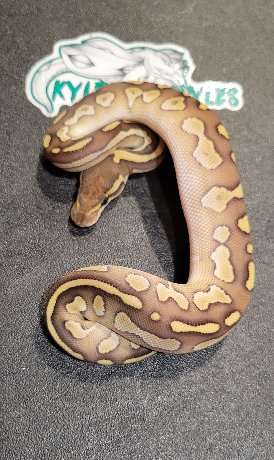 Lesser Black Head Het Clown Ball Python by Kyle's Reptyles, LLC ...