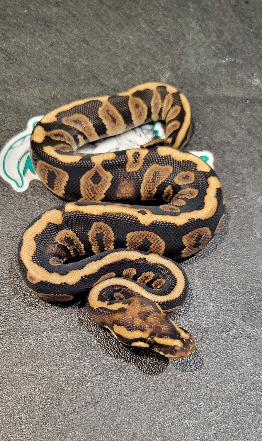 Chocolate Spotnose Het Desert Ghost Ball Python by Kyle's Reptyles, LLC ...