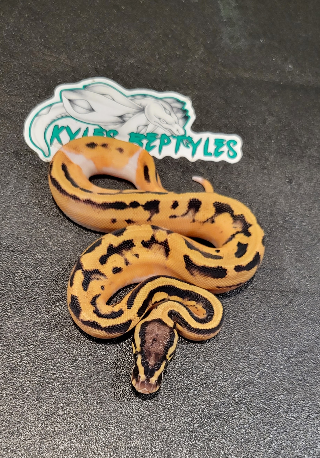 Super Orange Dream Pastel Pied Ball Python by Kyle's Reptyles, LLC ...