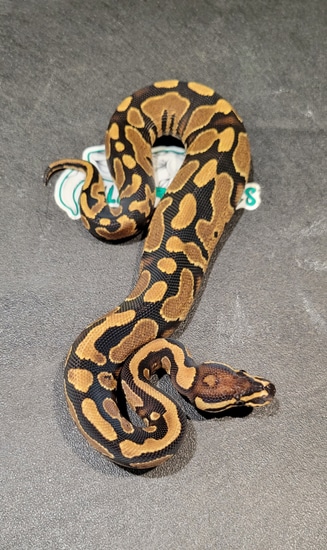 Yellow Belly Double Het Clown Pied Ball Python by Kyle's Reptyles, LLC