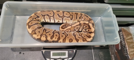 Hidden Gene Woma Ball Python by Kyle's Reptyles, LLC