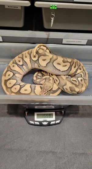 Hypo Super Pastel Enchi Mystic Ball Python by Kyle's Reptyles, LLC