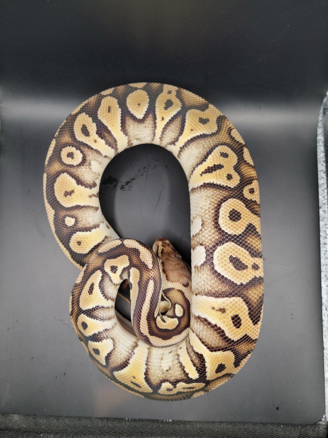 Pastel Mystic Or Mojave Het Albino Ball Python by Kyle's Reptyles, LLC ...