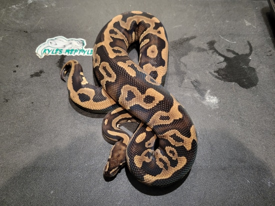 Leopard Mystic Het Clown Ball Python by Kyle's Reptyles, LLC