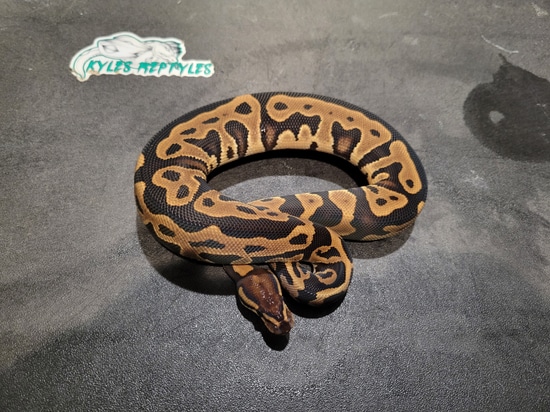 Leopard Het Clown Ball Python by Kyle's Reptyles, LLC