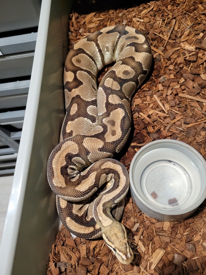 Fire Ball Python by Kyle's Reptyles, LLC