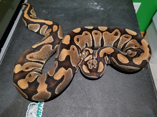 Het Clown Ball Python by Kyle's Reptyles, LLC