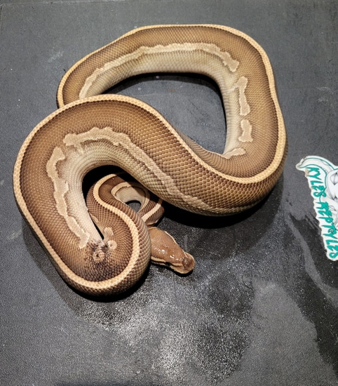 Leopard Lesser Blackhead Het Clown Ball Python by Kyle's Reptyles, LLC