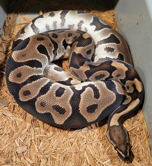 Leopard Het Clown Ball Python by Kyle's Reptyles, LLC