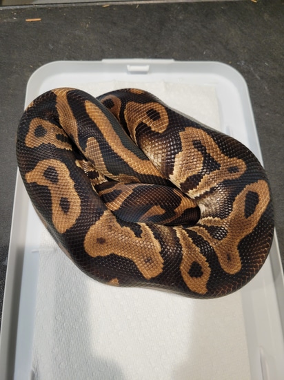 Leopard Chocolate Het Clown Ball Python by Kyle's Reptyles, LLC