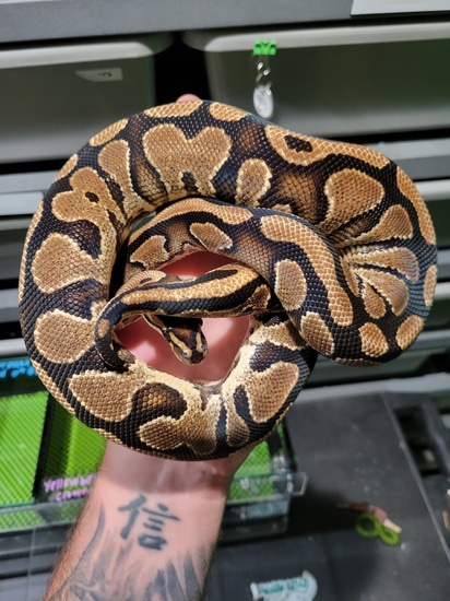 Yellowbelly Double Het Clown Pied Ball Python by Kyle's Reptyles, LLC