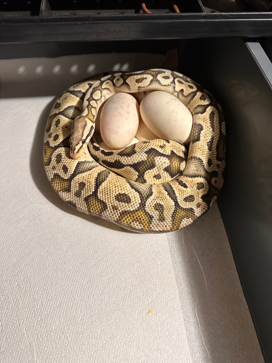 Pastel Orange Ghost Het Clown Ball Python by Constrictors Unplugged - MorphMarket