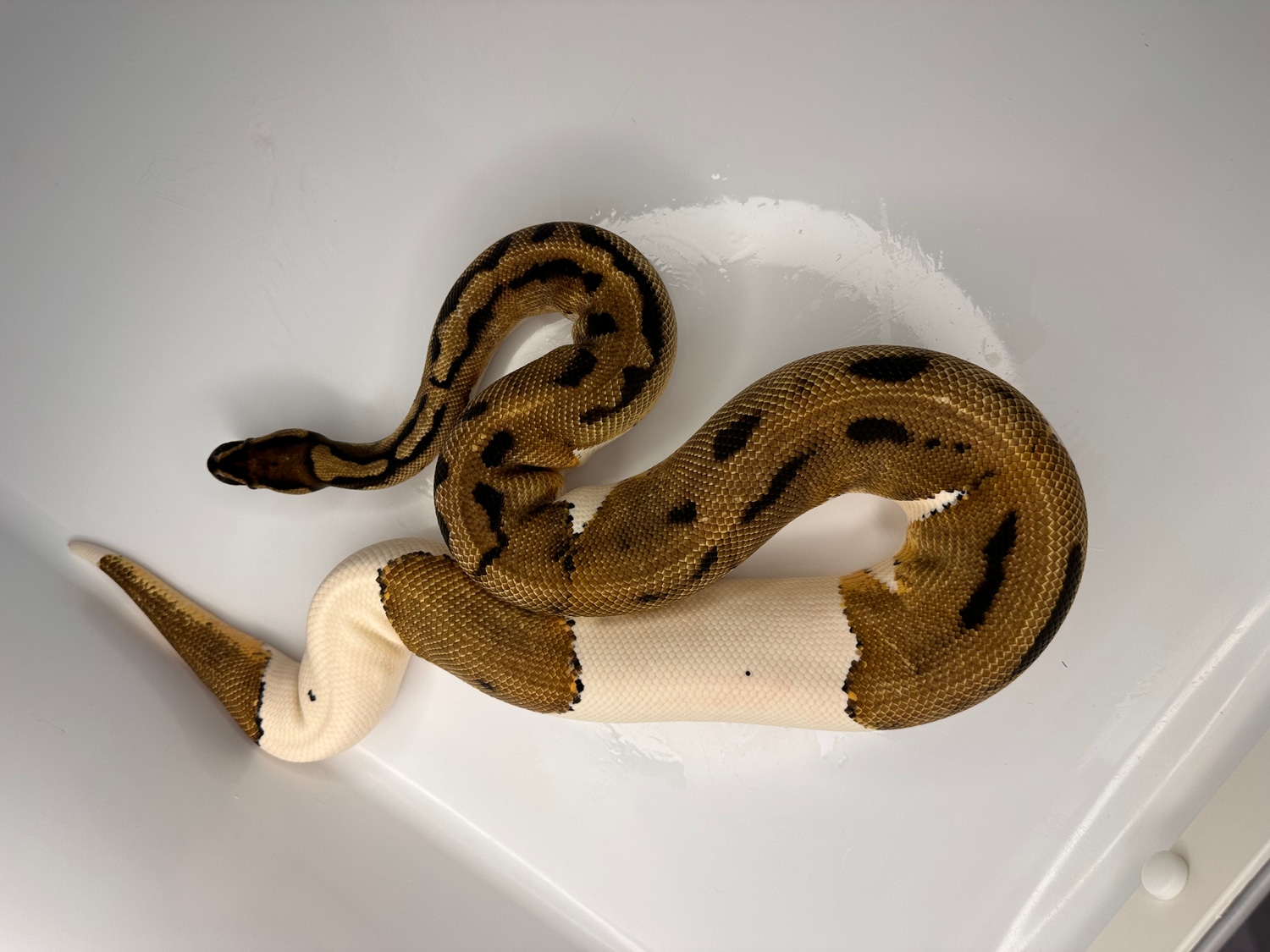 Leo Pied Ball Python by Constrictors Unplugged - MorphMarket