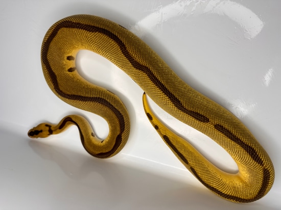 Leopard YBOD Blade Clown Ball Python by Constrictors Unplugged