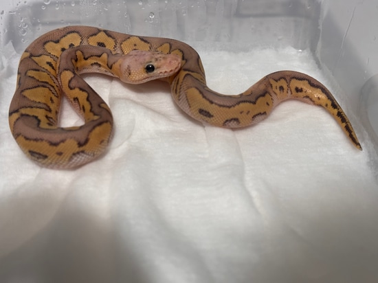 Super Pastel Orange Ghost Clown Ball Python by Constrictors Unplugged