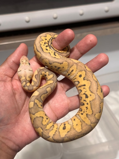 Super Pastel Clown Orange Ghost Ball Python by Constrictors Unplugged