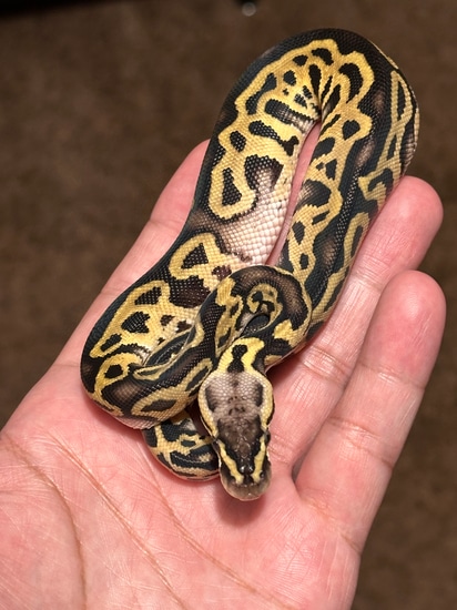Leopard Pastel Het Clown Het Hypo Poss Het Pied Ball Python by ...