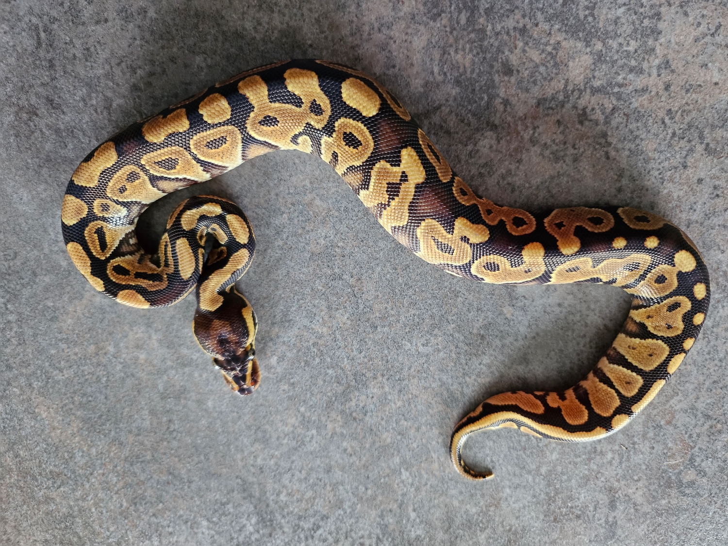 Gravel Russo Ball Python by Michael Bral - MorphMarket