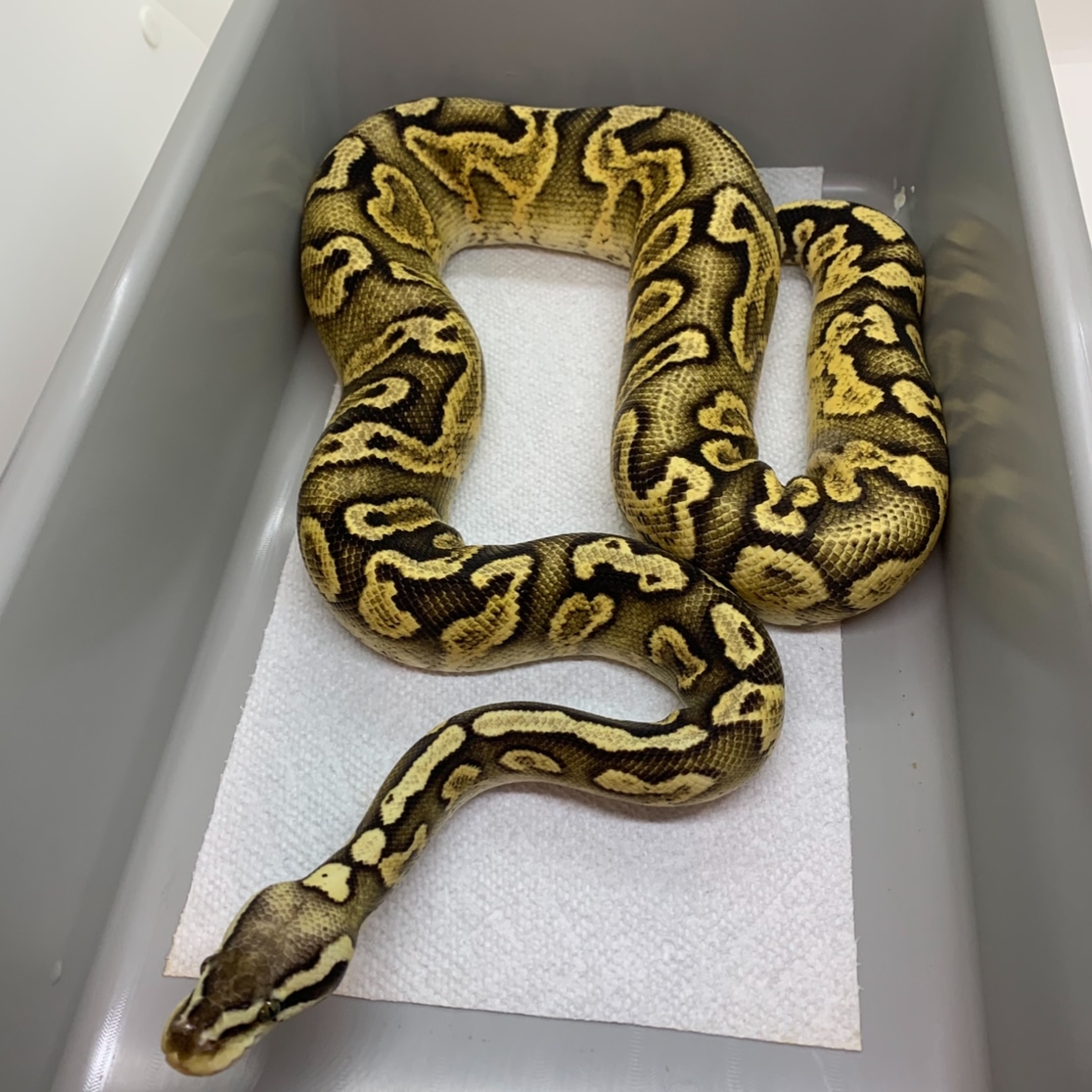 Lesser Ghi Orange Dream Ball Python by L.A.Y. Pythons - MorphMarket