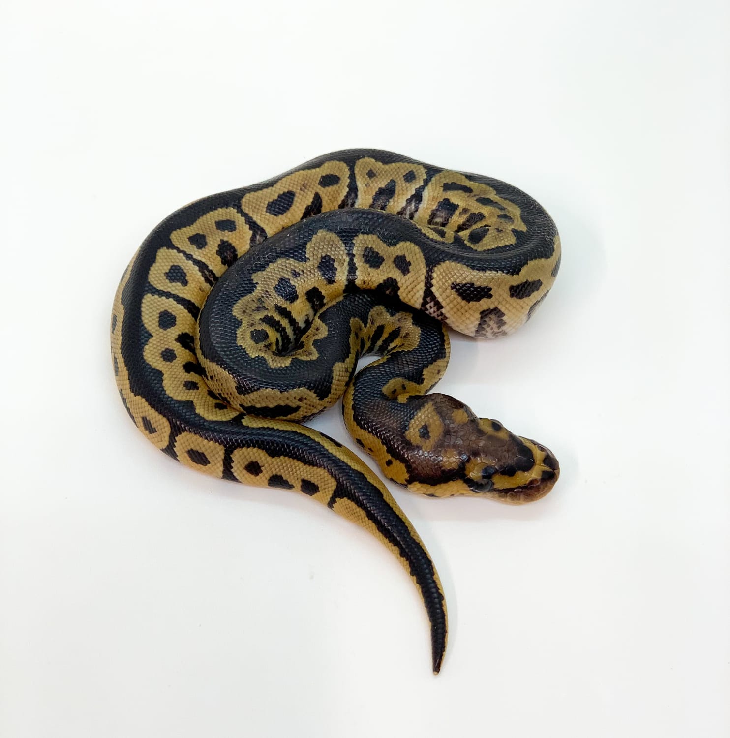Motley Clown Ball Python by L.A.Y. Pythons - MorphMarket