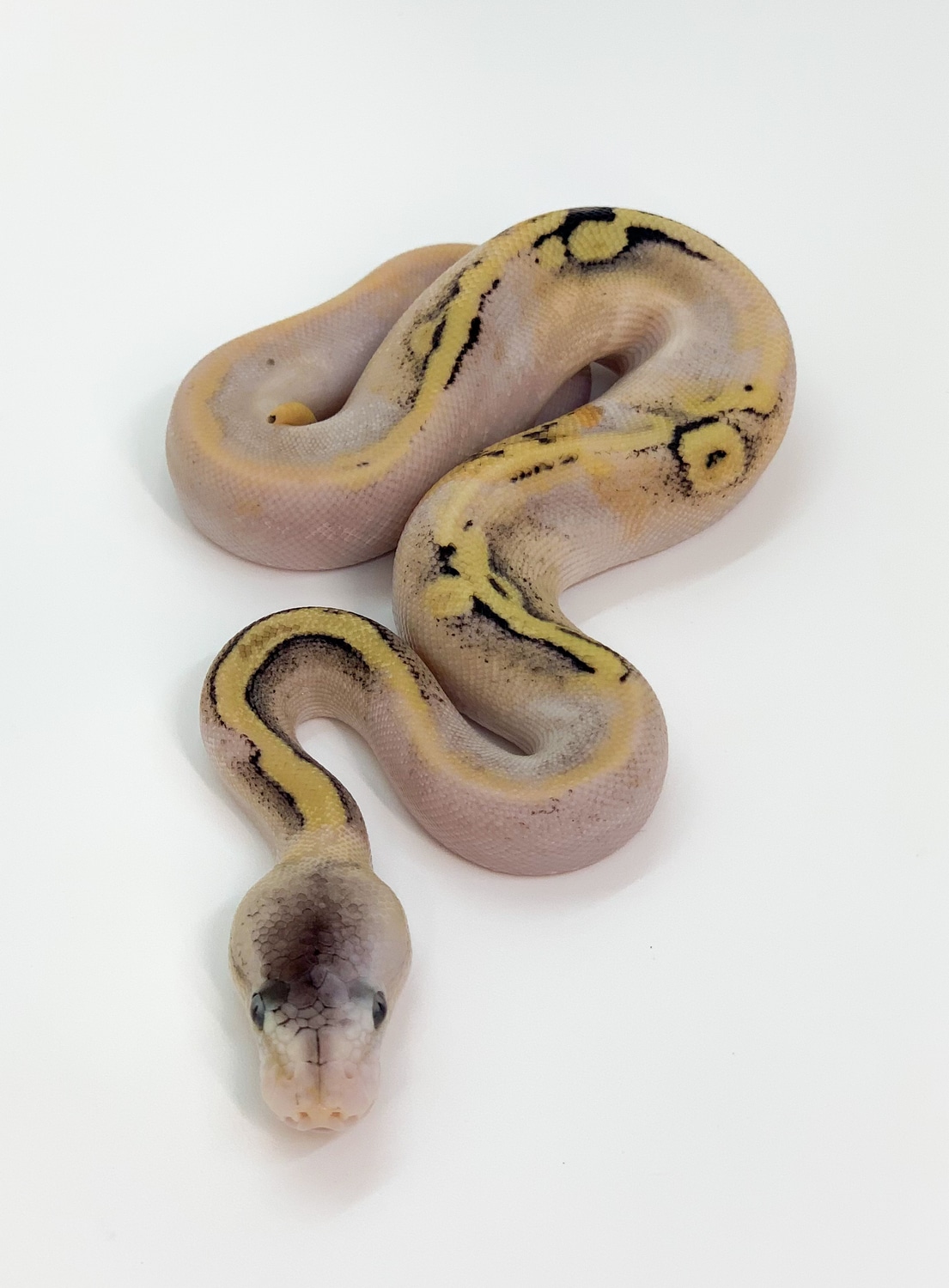 Champagne Fire Pastel Orange Dream Ball Python by L.A.Y. Pythons ...