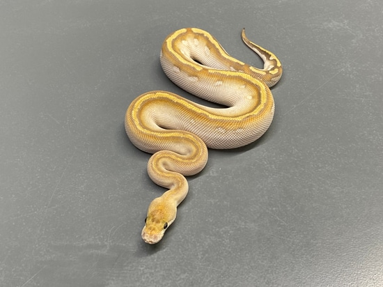 Super Cypress Clown Ball Python by L.A.Y. Pythons