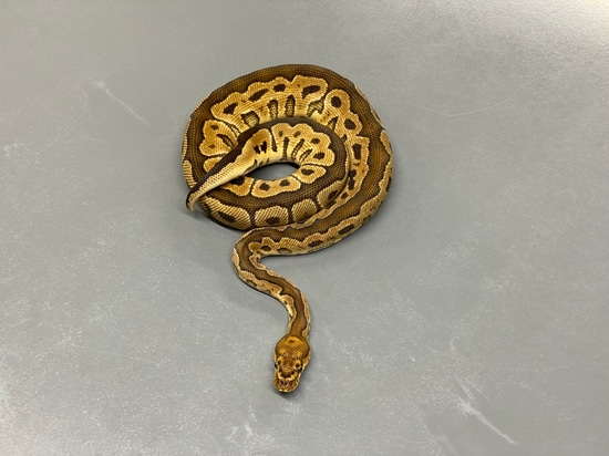 Motley Clown Ball Python by L.A.Y. Pythons