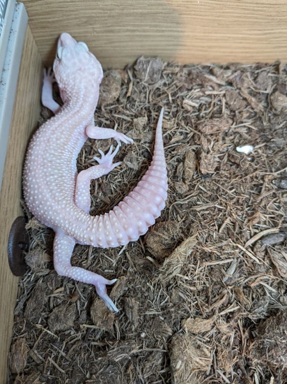 Mack Snow Super Albino Leucistic Leopard Gecko by GS Exotics & Reptilarium