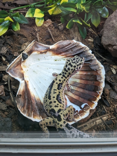 Jungle Designer Leopard Gecko by GS Exotics & Reptilarium