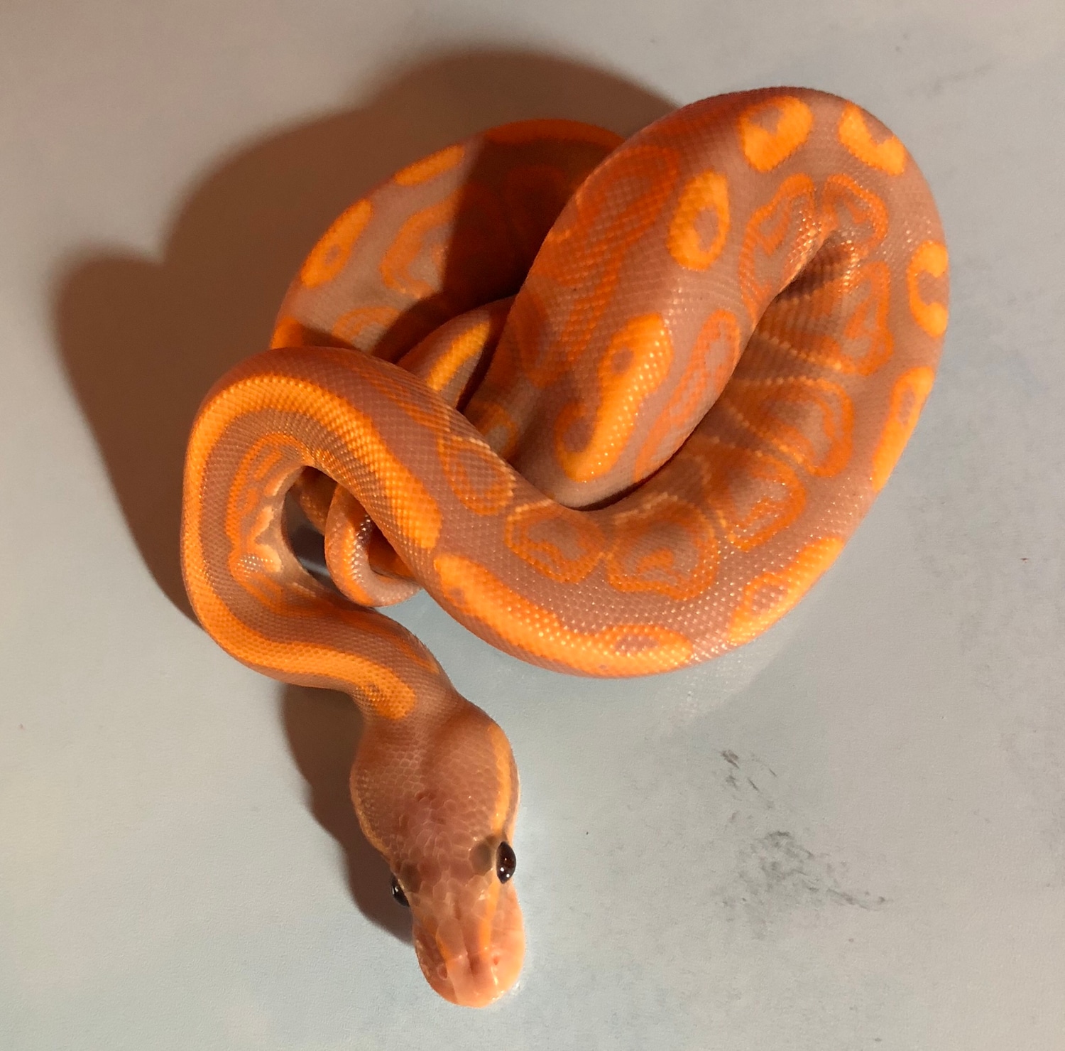 Banana Black Pastel 100%het Albino Ball Python by L-n-B Pythons ...