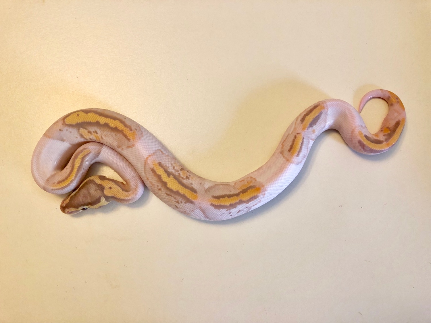 Banana Pied Ball Python by L-n-B Pythons - MorphMarket