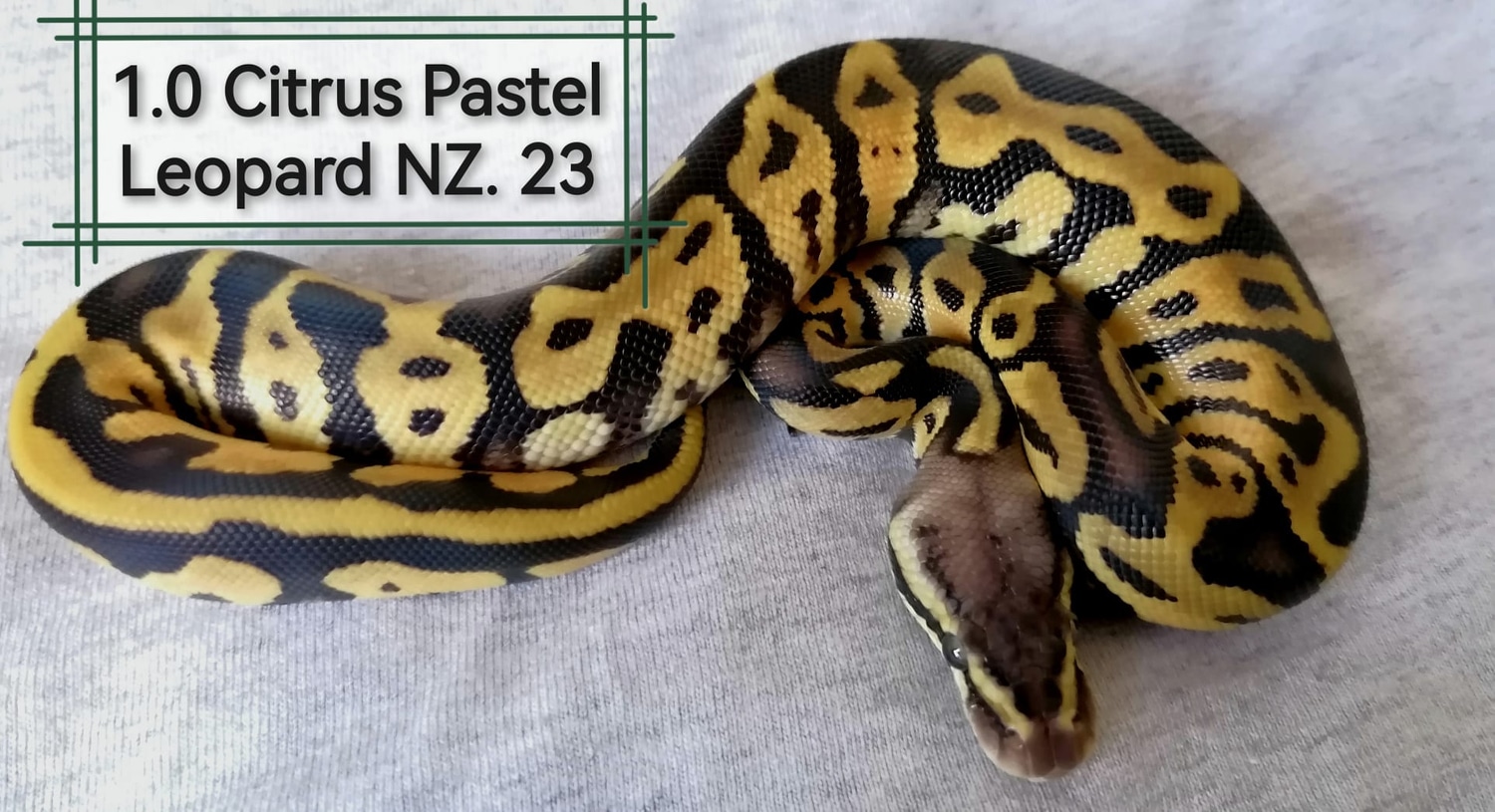 Citrus Pastel Leopard Nz23 Ball Python by Loreen Schmidtke - MorphMarket
