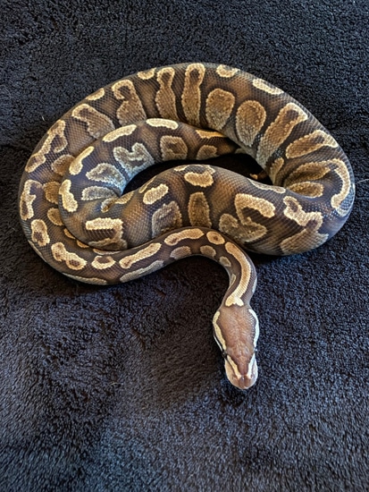GHI Fire Ball Python by The Texas Python Project