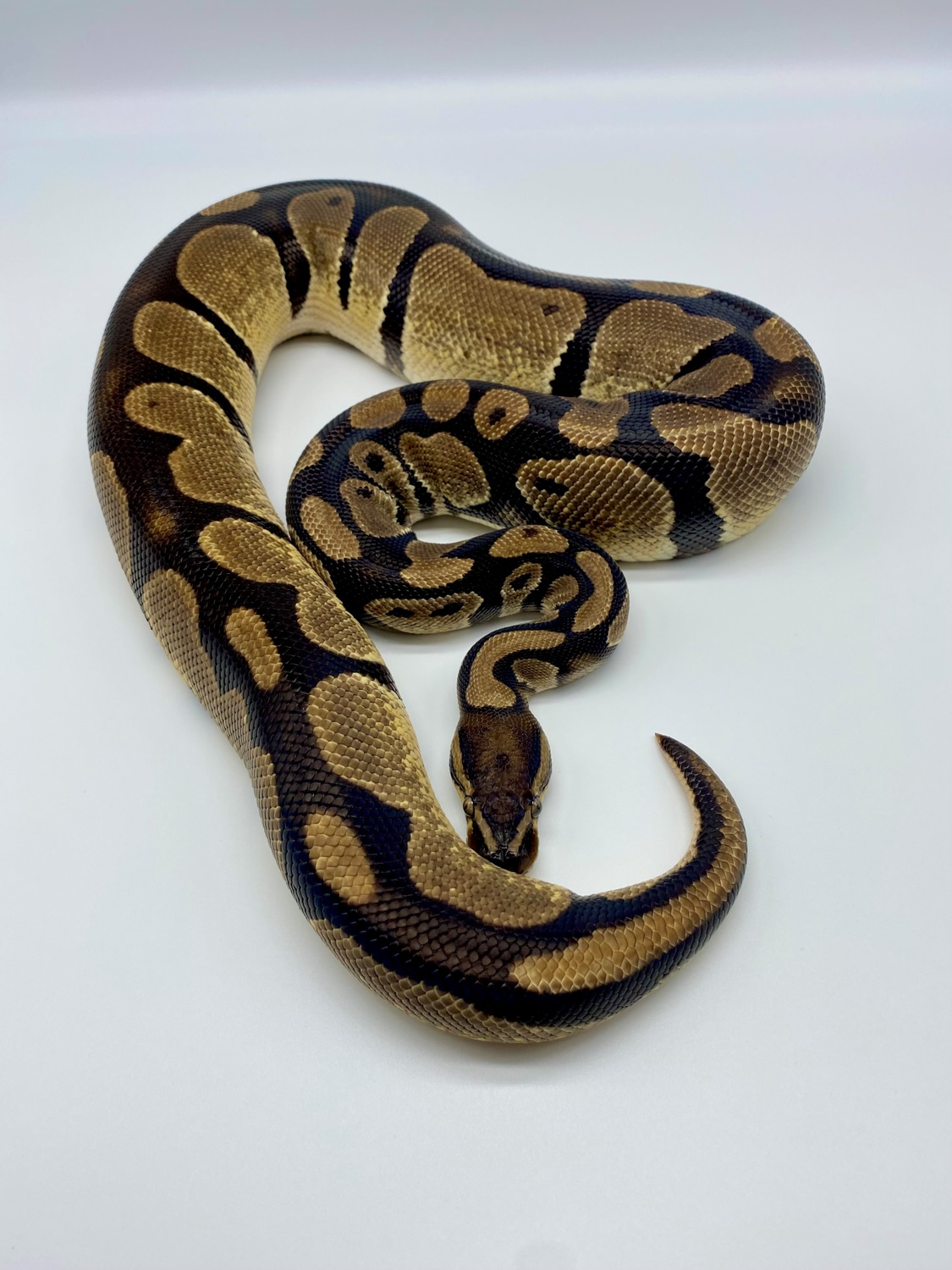 **Sale** Orange Dream 66% Het Pied RTB Ball Python by The Texas Python Project - MorphMarket